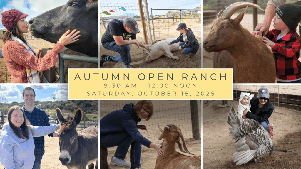 Open Ranch 2025 – Family-Friendly Fall Event at Sale Ranch