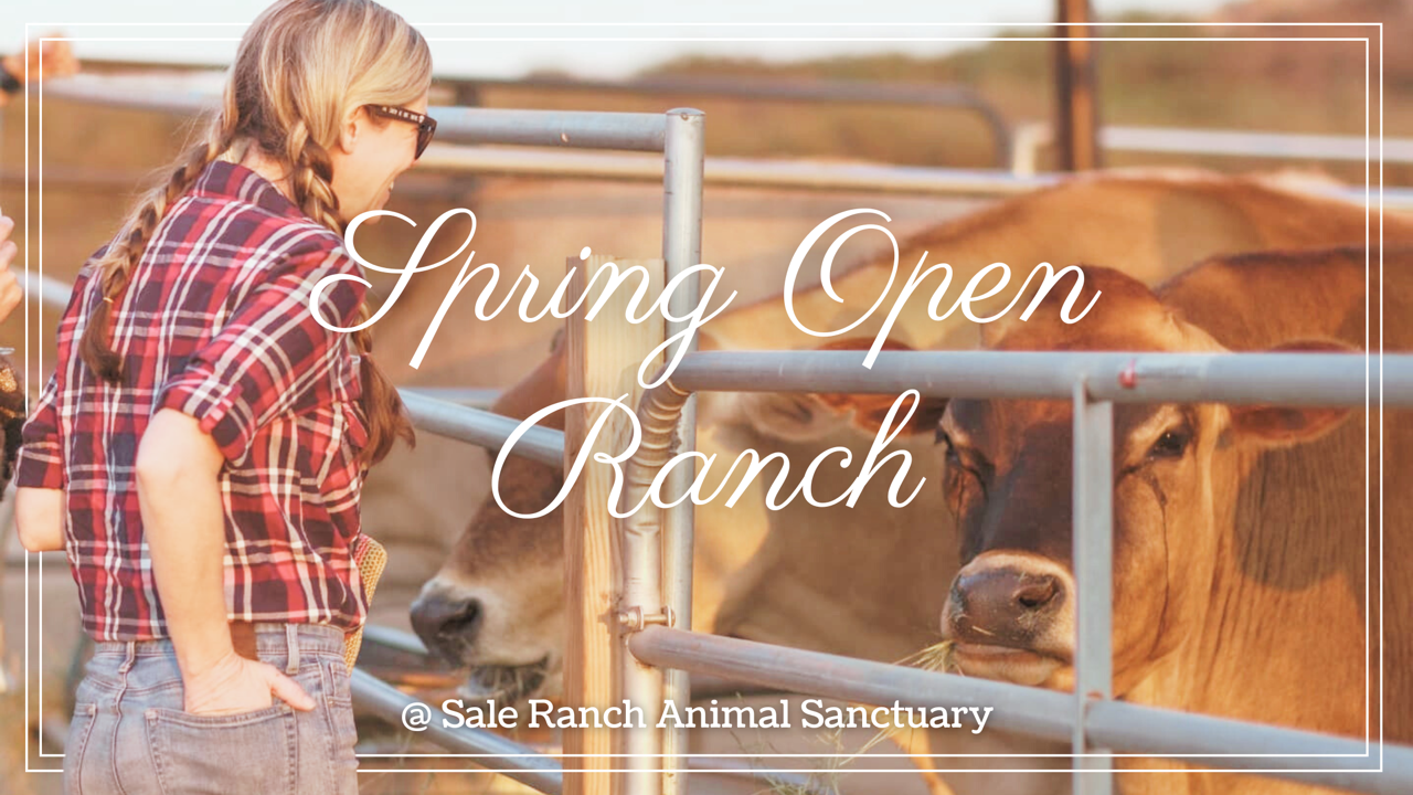 Spring Open Ranch 2026 | Sale Ranch Animal Sanctuary